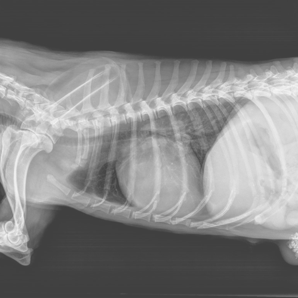 Thoracic surgery (EN) - Upskill.vet
