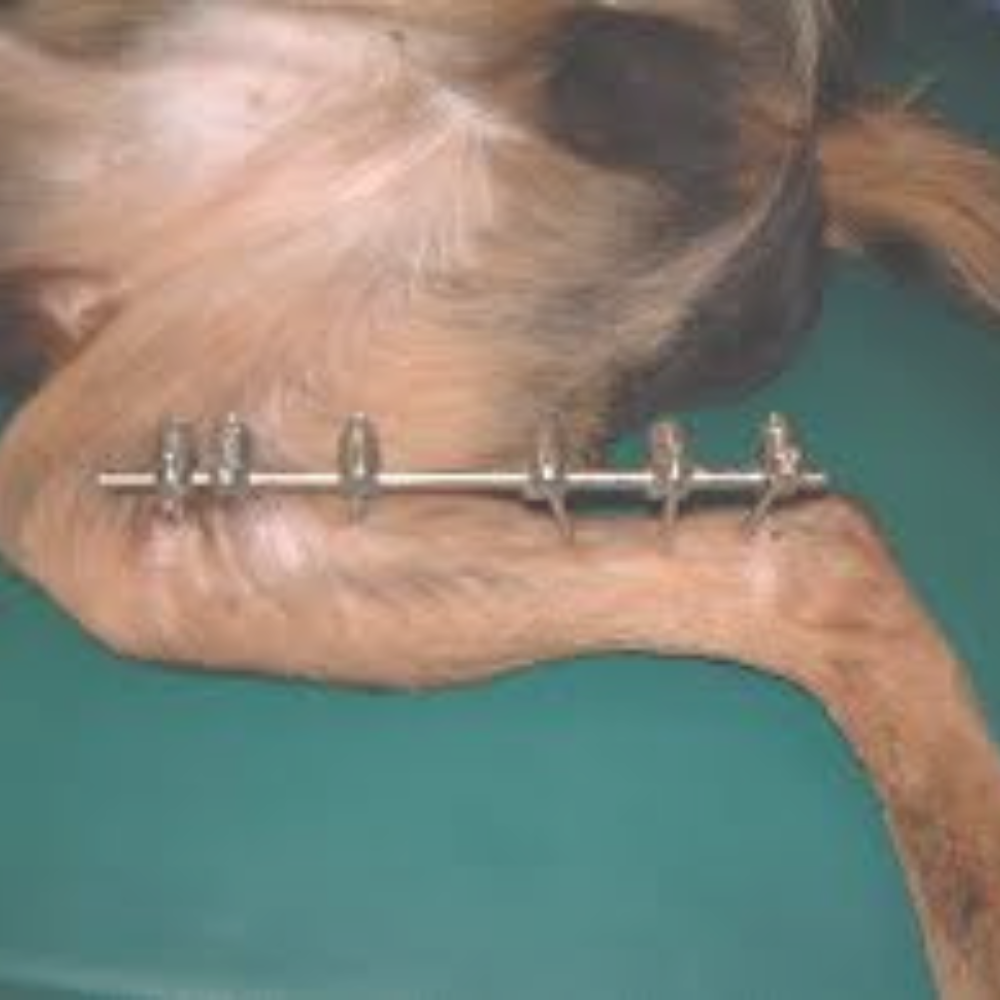 External Skeletal Fixation En Upskill Vet